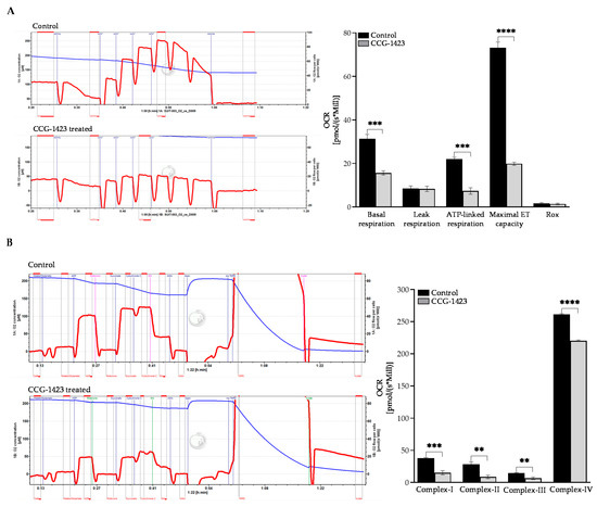Rho/SRF Inhibitor Modulates Mitochondrial Functions