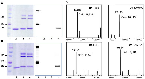 IJMS | Free Full-Text | Enzymatic Construction of DARPin-Based Targeted ...