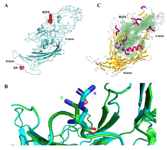 The Changes in Canine Parvovirus Variants over the Years