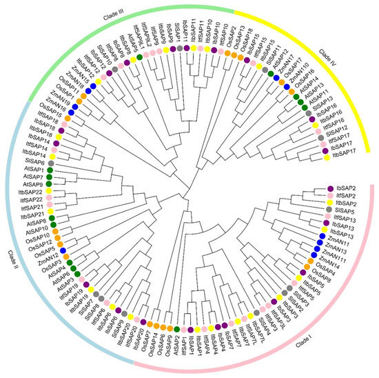 Genome-Wide Identification of the A20/AN1 Zinc Finger Protein Family ...