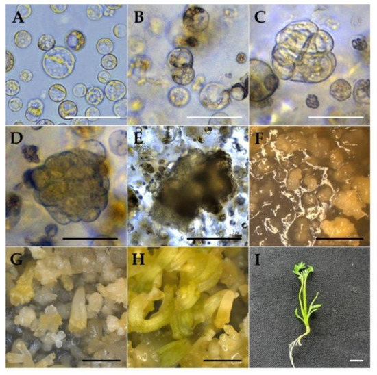 Embryogenic Stem Cell Identity after Protoplast Isolation from Daucus ...