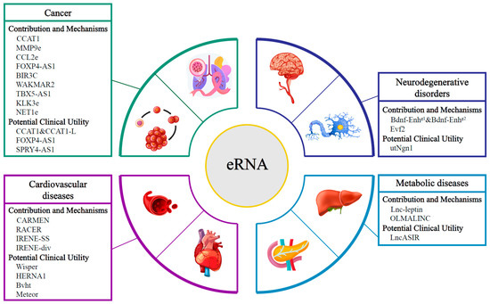 Enhancer RNA (eRNA) in Human Diseases