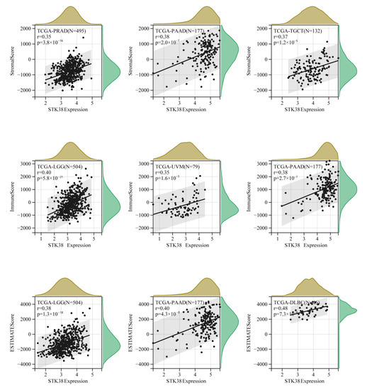 Prognostic and Immunological Role of STK38 across Cancers: Friend or Foe?