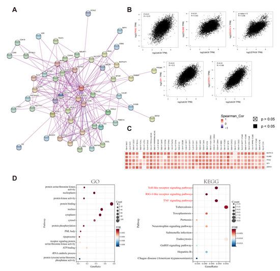 Prognostic and Immunological Role of STK38 across Cancers: Friend or Foe?