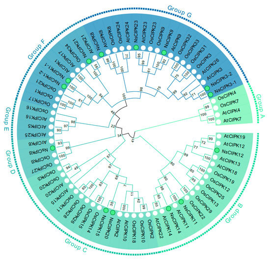 IJMS | Free Full-Text | Genome-Wide Investigation and Expression Analysis of the Nitraria ...