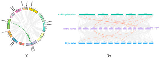 IJMS | Free Full-Text | Genome-Wide Investigation and Expression Analysis of the Nitraria ...