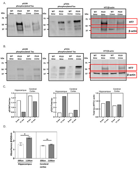 The Interplay between GSK3β and Tau Ser262 Phosphorylation during the ...
