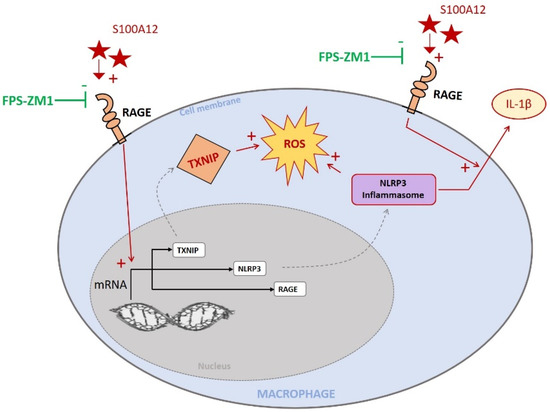 Receptor for Advanced Glycation End-Products Promotes Activation of ...