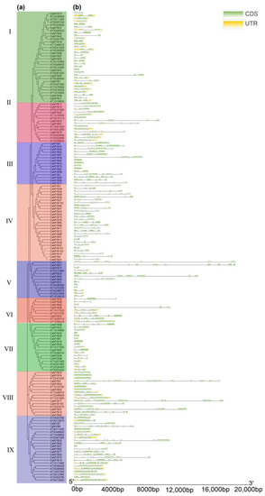 IJMS | Free Full-Text | Genome-Wide Analysis of the MYB-Related ...