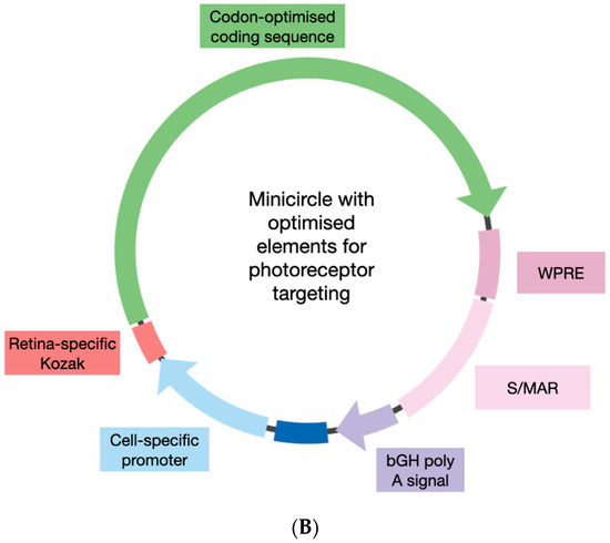 Minicircle Delivery to the Neural Retina as a Gene Therapy Approach