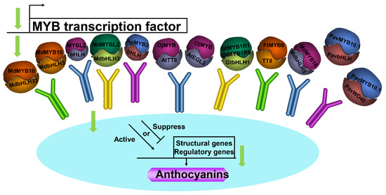 Anthocyanin Biosynthesis Induced by MYB Transcription Factors in Plants