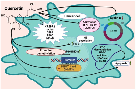 Polyphenols as Potent Epigenetics Agents for Cancer