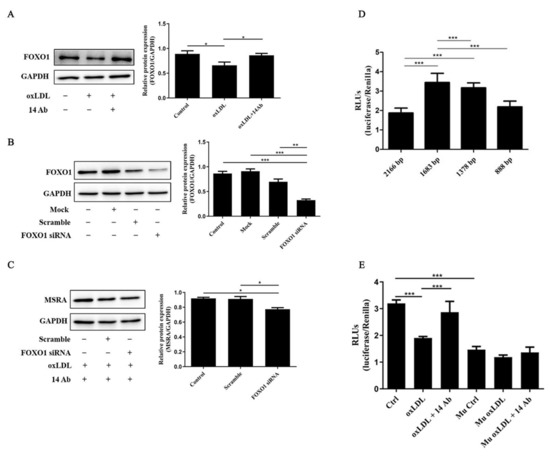 Recombinant Humanized IgG1 Antibody Protects against oxLDL-Induced ...