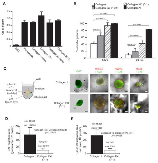 Collagen Type XI Inhibits Lung Cancer-Associated Fibroblast Functions ...