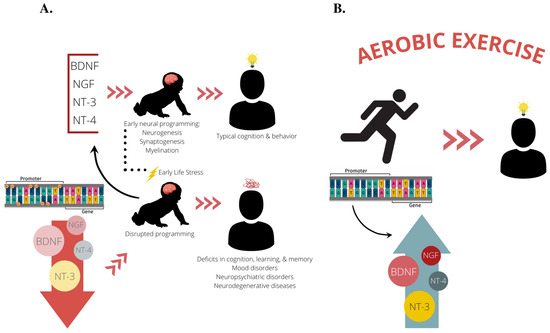 IJMS | Free Full-Text | Early Life Stress Affects Bdnf Regulation: A ...