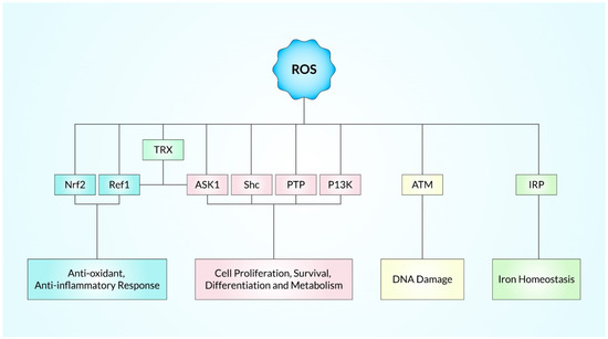 A Comprehensive Analysis and Anti-Cancer Activities of Quercetin in ROS ...