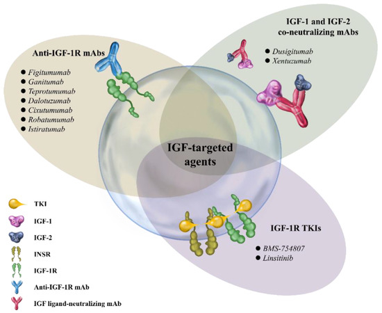 Mini Review: Molecular Interpretation of the IGF/IGF-1R Axis in Cancer Treatment and Stem Cells ...