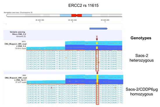 Pharmacogenomic Profiling of Cisplatin-Resistant and -Sensitive Human ...