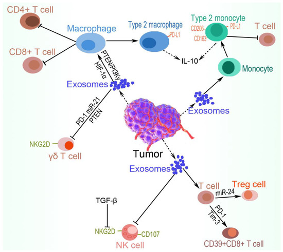 Hypoxia-Regulated Tumor-Derived Exosomes and Tumor Progression: A Focus ...