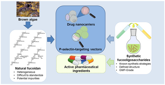 Perspectives for the Use of Fucoidans in Clinical Oncology