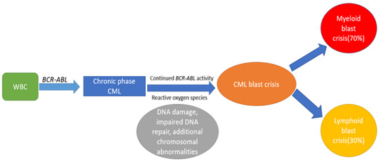 B-Lymphoid Blast Phase–Chronic Myeloid Leukemia: Current Therapeutics