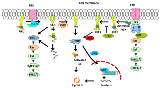 Regulation of Airway Smooth Muscle Cell Proliferation by Diacylglycerol ...