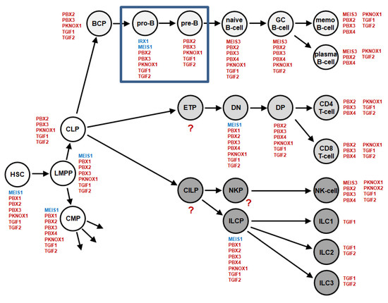 Normal and Aberrant TALE-Class Homeobox Gene Activities in Pro-B-Cells ...