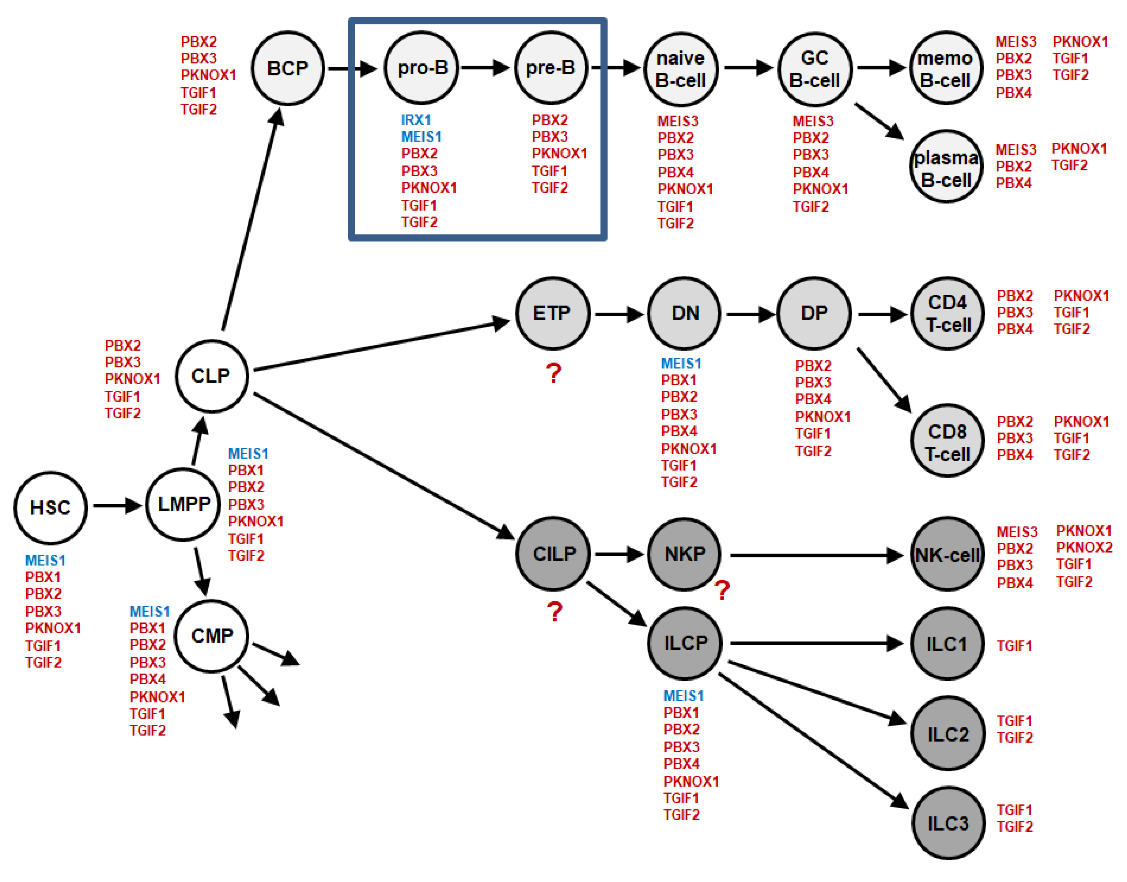 Normal and Aberrant TALE-Class Homeobox Gene Activities in Pro-B-Cells ...