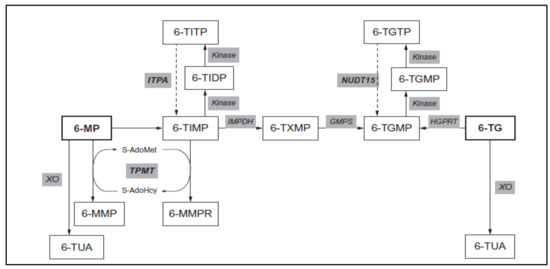 Improved HPLC Quantification of 6-Mercaptopurine Metabolites in Red ...