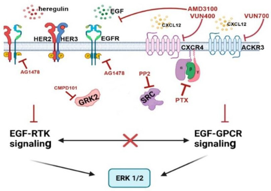 Crosstalk between CXCR4/ACKR3 and EGFR Signaling in Breast Cancer Cells