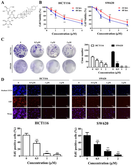 Polyphyllin II Induces Protective Autophagy and Apoptosis via ...