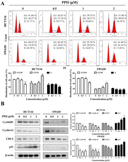 Polyphyllin II Induces Protective Autophagy and Apoptosis via ...