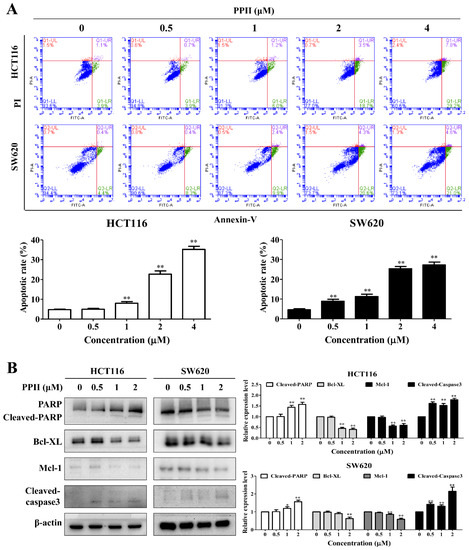 Polyphyllin II Induces Protective Autophagy and Apoptosis via ...