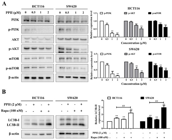 Polyphyllin II Induces Protective Autophagy and Apoptosis via ...