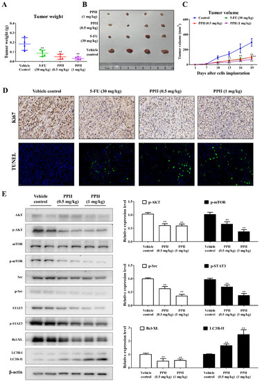 Polyphyllin II Induces Protective Autophagy and Apoptosis via ...