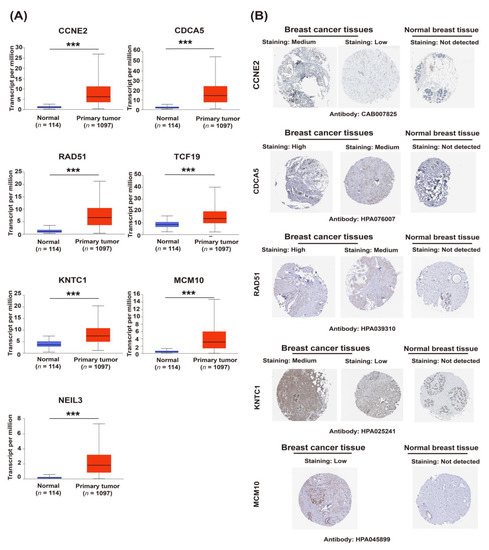 IJMS | Free Full-Text | Identification of Candidate Genes in Breast ...