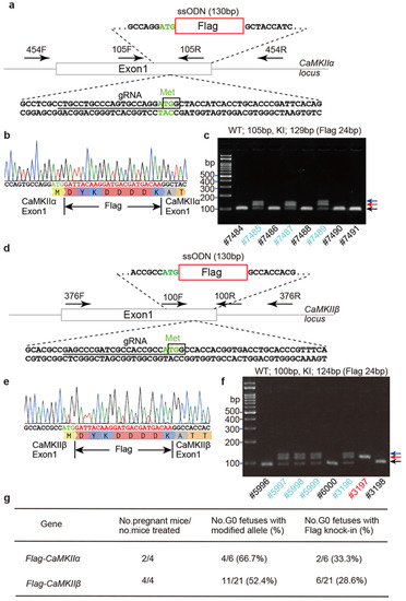Generation of Flag/DYKDDDDK Epitope Tag Knock-In Mice Using i-GONAD ...
