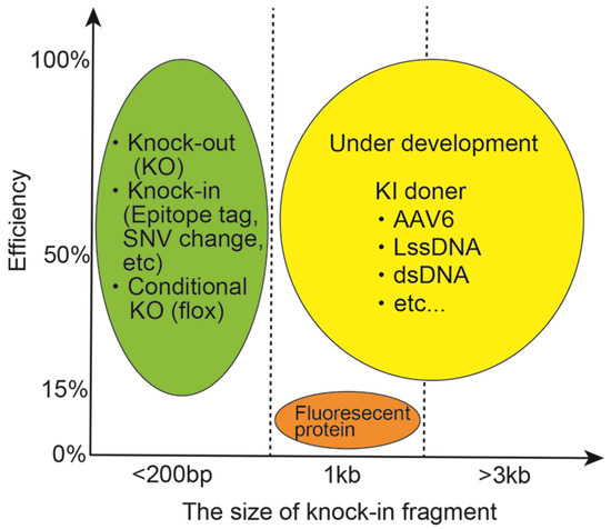 Generation of Flag/DYKDDDDK Epitope Tag Knock-In Mice Using i-GONAD ...
