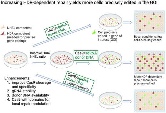 Selecting for CRISPR-Edited Knock-In Cells