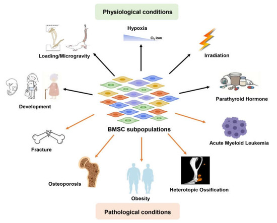 Functional Heterogeneity of Bone Marrow Mesenchymal Stem Cell ...