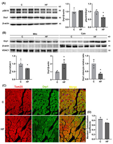 Drp 1 For Adeno Associated Virus