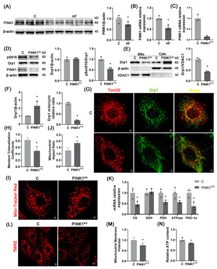 Drp 1 For Adeno Associated Virus