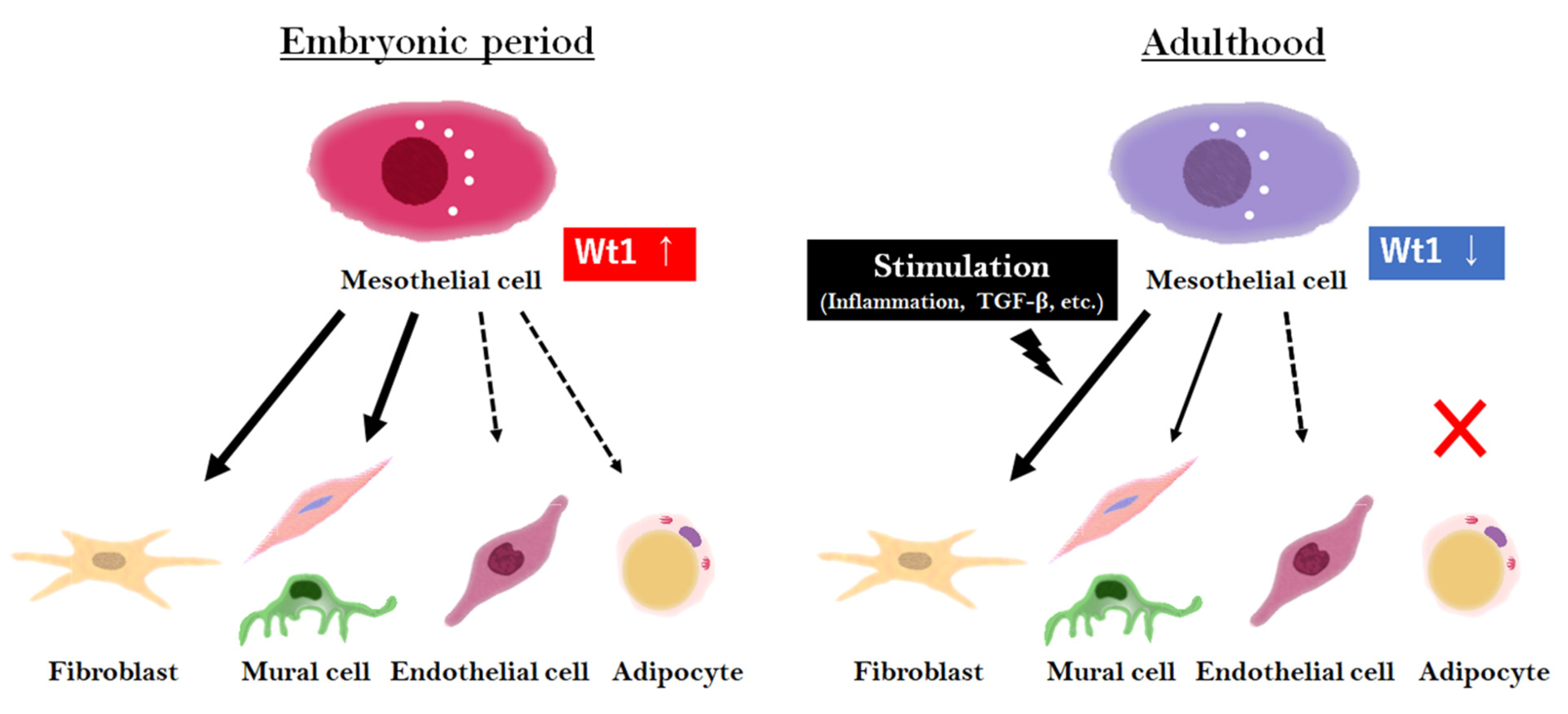 Mesothelial Cells