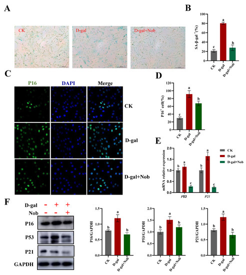 Nobiletin Prevents D-Galactose-Induced C2C12 Cell Aging by Improving ...