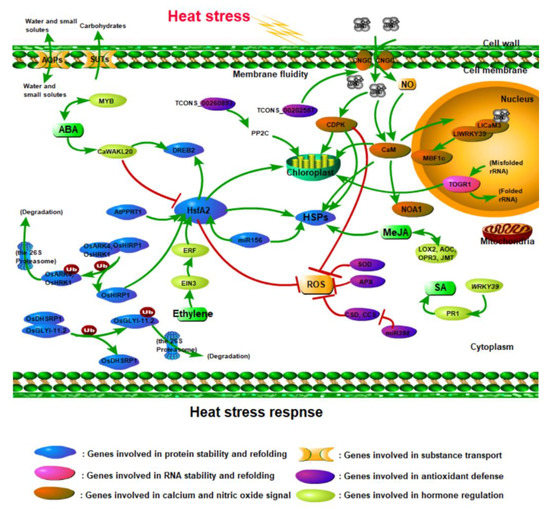 Gene Networks Involved in Plant Heat Stress Response and Tolerance