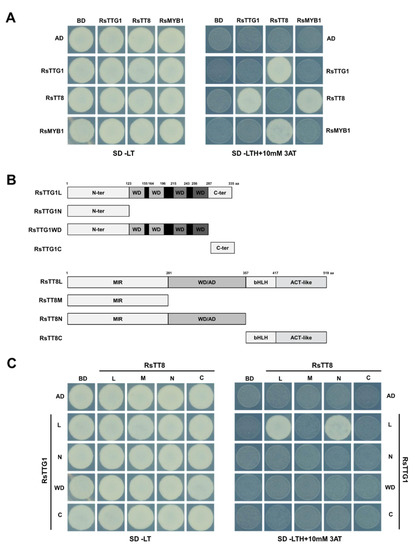 RsTTG1, a WD40 Protein, Interacts with the bHLH Transcription Factor ...