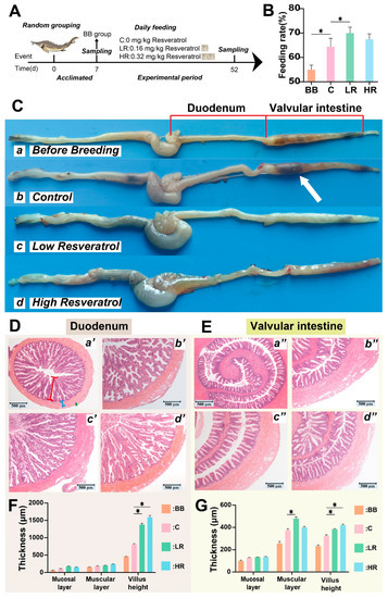 Resveratrol Improves the Digestive Ability and the Intestinal Health of ...