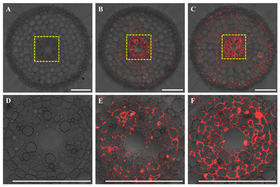 The WRKY Transcription Factor OsWRKY54 Is Involved in Salt Tolerance in ...