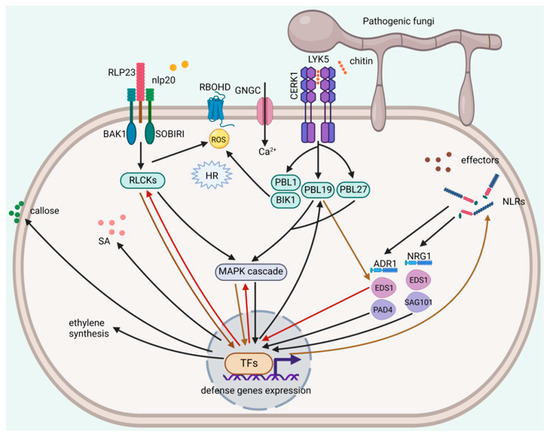 Advances in Fungal Elicitor-Triggered Plant Immunity