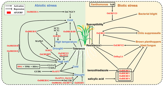 Molecular Events of Rice AP2/ERF Transcription Factors